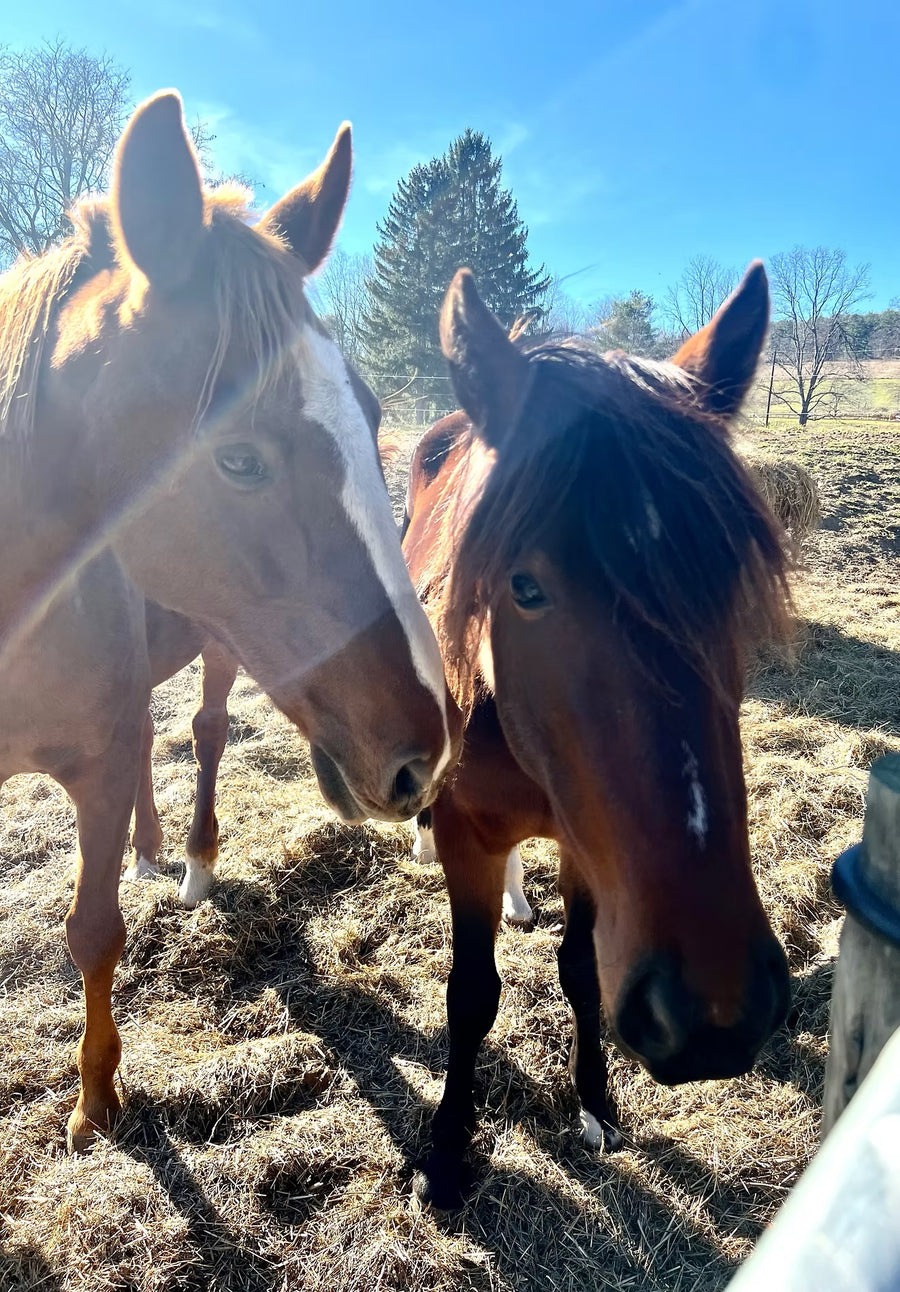 Our Story – P'Nuts Freedom Farm