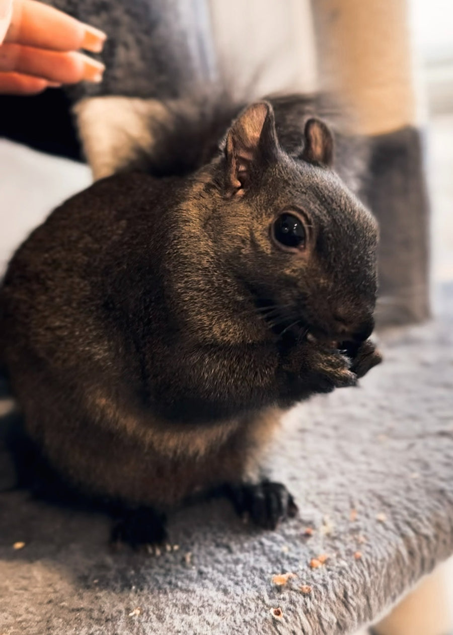 Our Story – P'Nuts Freedom Farm