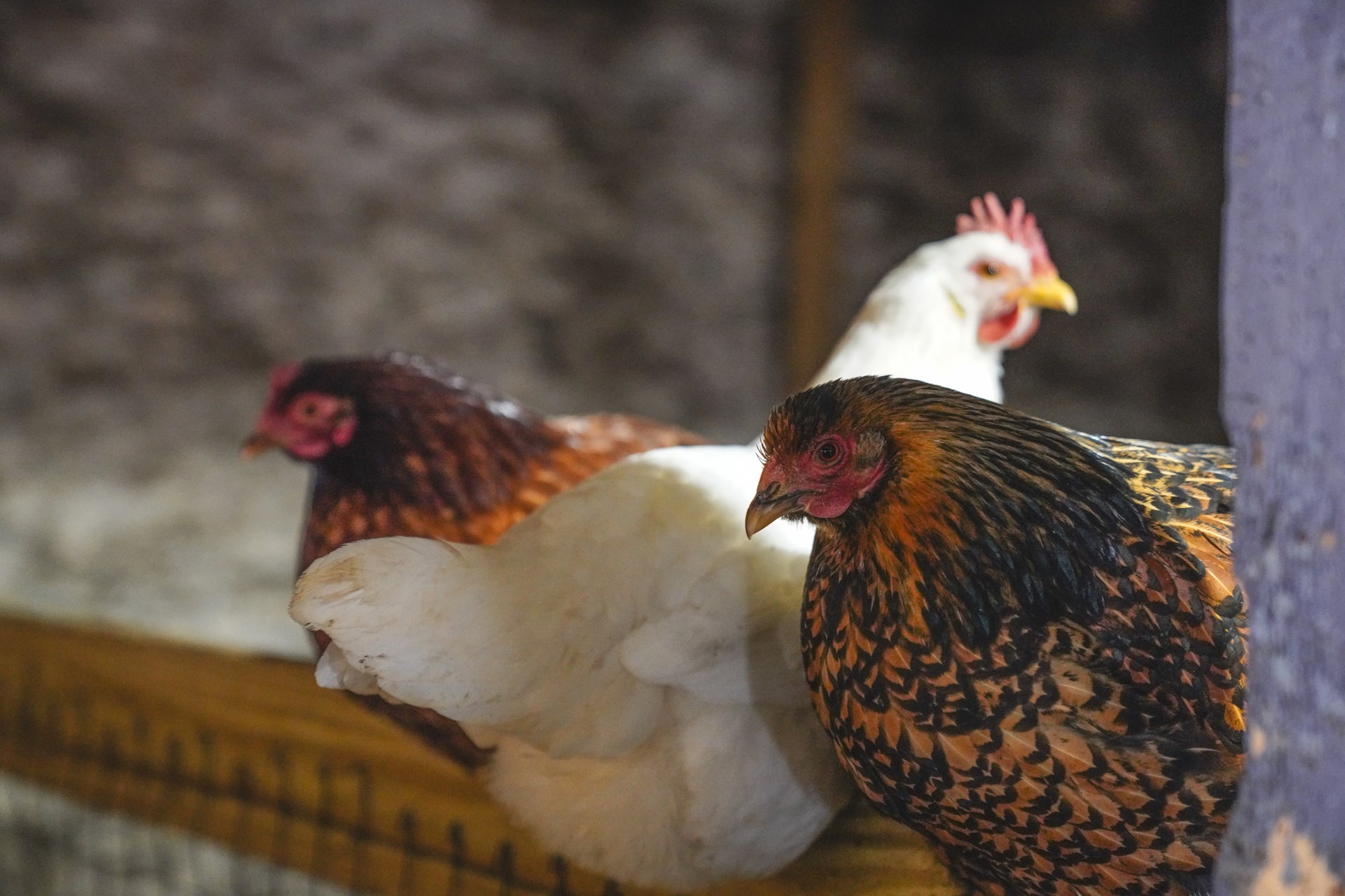 P'Nuts Freedom Farm – P'Nuts Freedom Farm