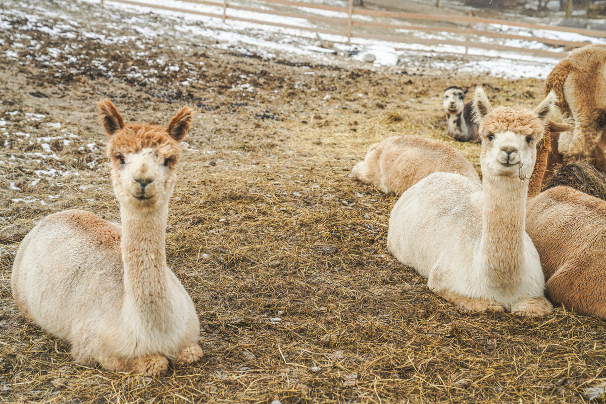 P'Nuts Freedom Farm – P'Nuts Freedom Farm