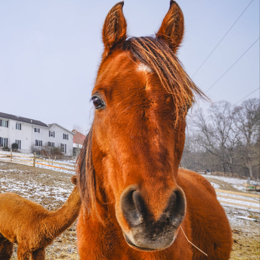 Appaloosas: The Beautiful, Brave, and Wise Horse Breed – P'Nuts Freedom ...