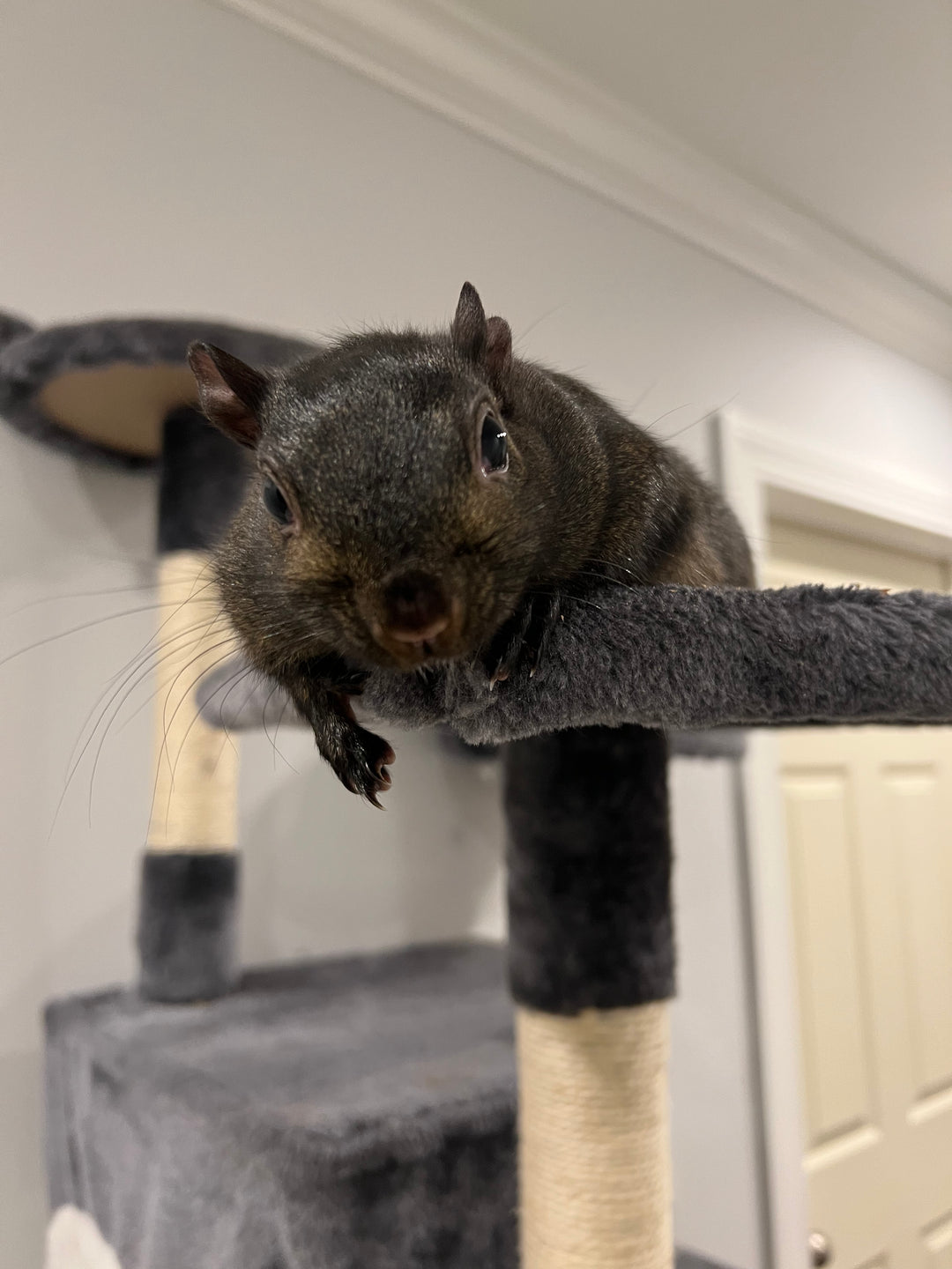 P'Nuts Freedom Farm – P'Nuts Freedom Farm